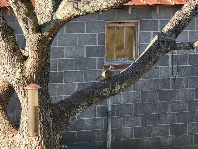 Northern Cardinal