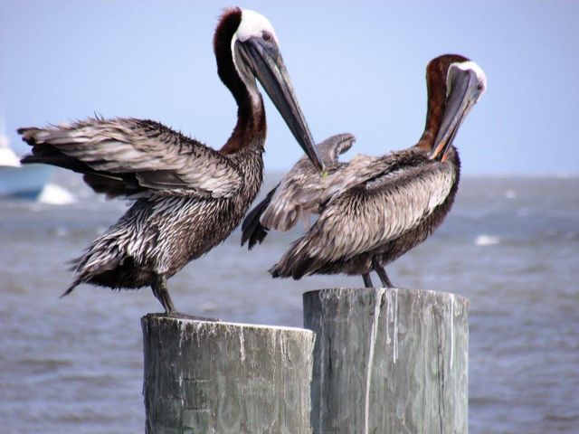 Brown Pelican