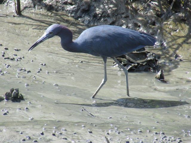 Little Blue Heron