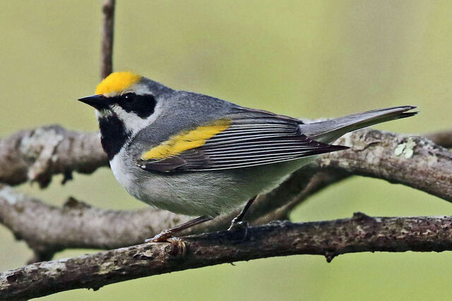 Golden-winged Warbler