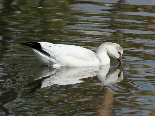 Ross's Goose