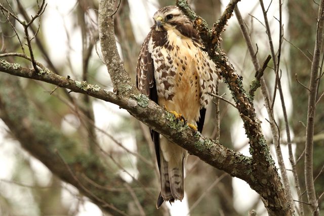 Swainson's Hawk