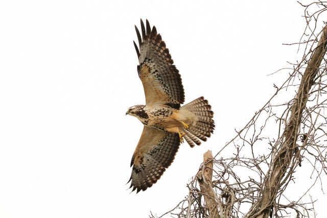 Swainson's Hawk