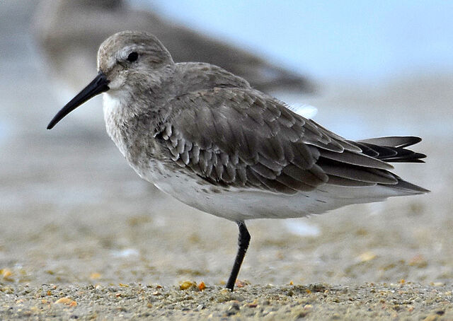 Dunlin