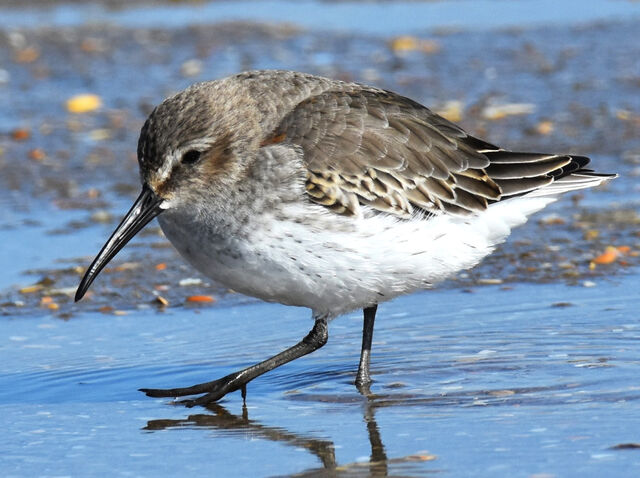 Dunlin