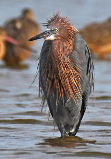 Reddish Egret