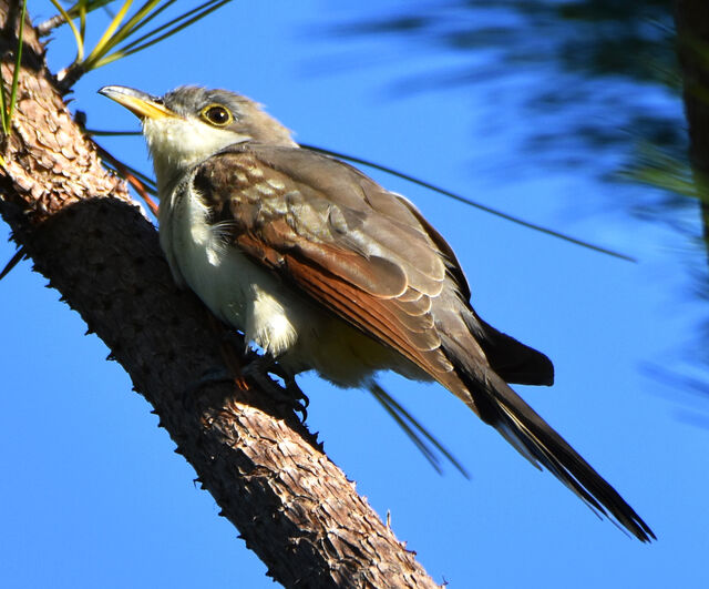 Yellow-billed Cuckoo