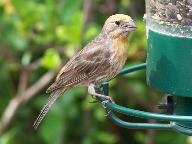 House Finch