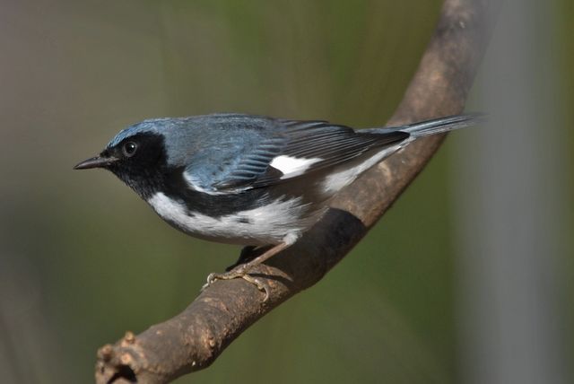 Black-throated Blue Warbler