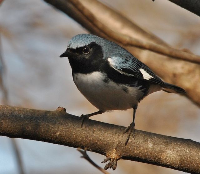Black-throated Blue Warbler