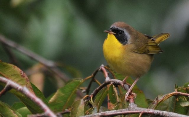 Common Yellowthroat