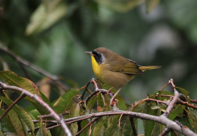 Common Yellowthroat