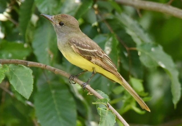Great Crested Flycatcher