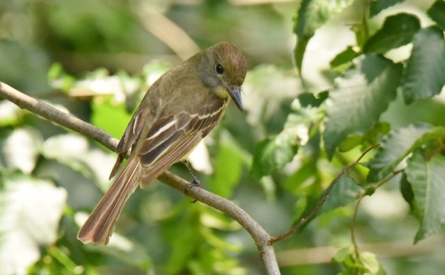 Great Crested Flycatcher