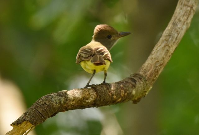 Great Crested Flycatcher