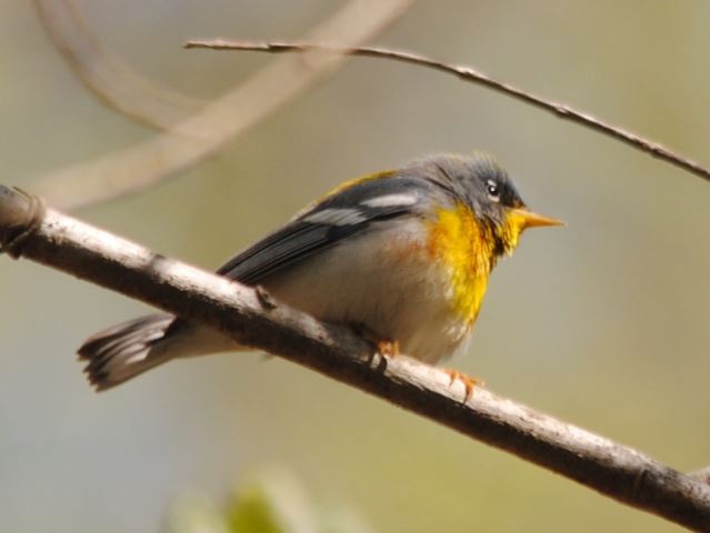 Northern Parula