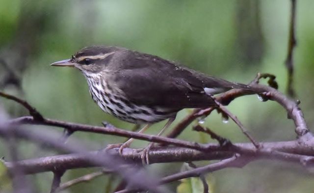 Northern Waterthrush
