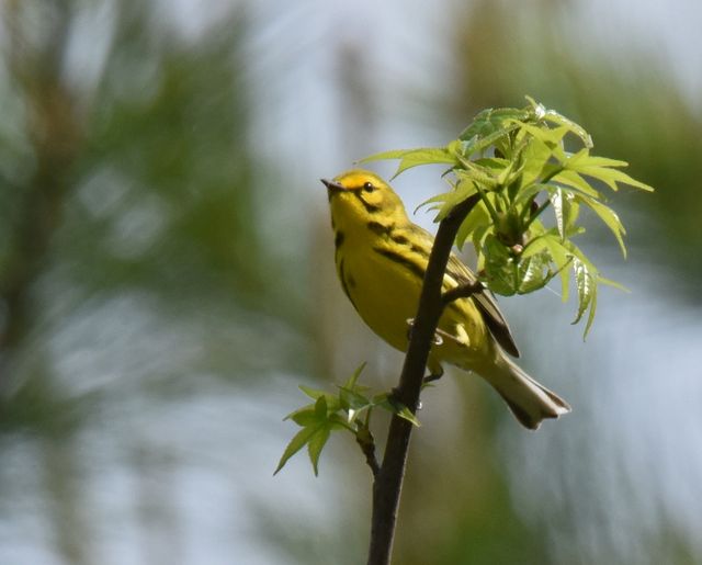 Prairie Warbler