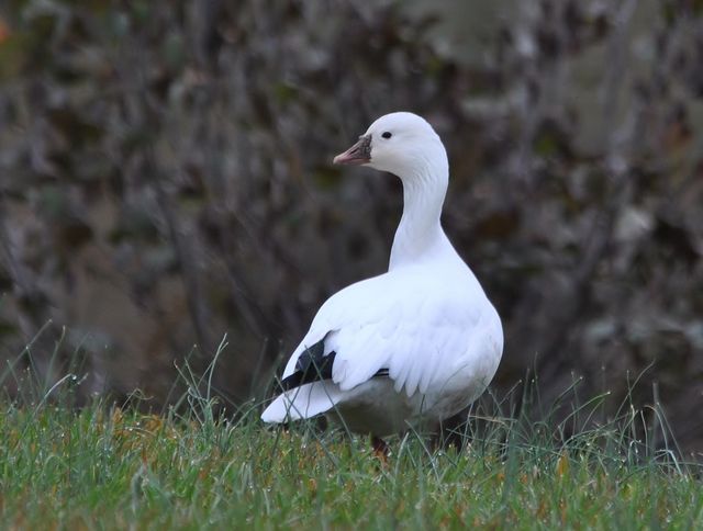 Ross's Goose
