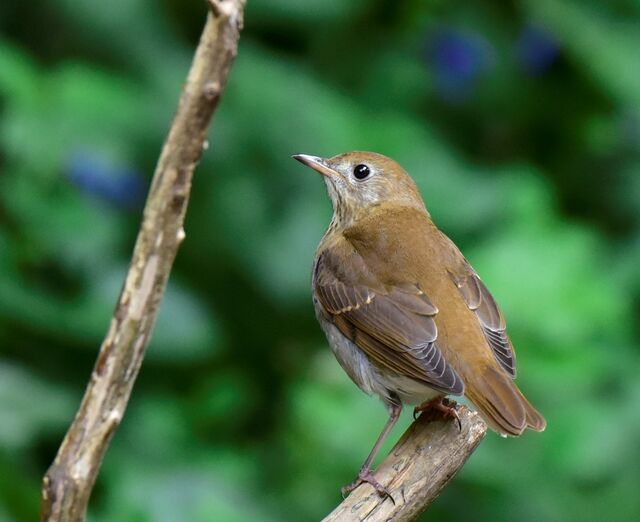 Veery