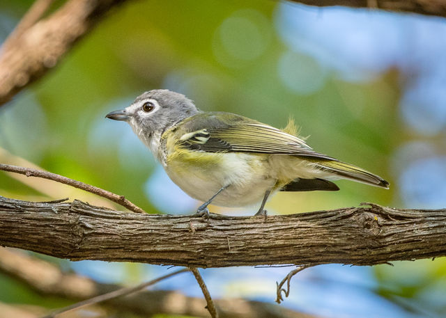 Blue-headed Vireo
