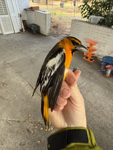 Bullock's Oriole