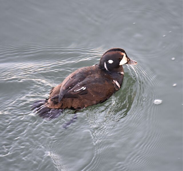 Harlequin Duck
