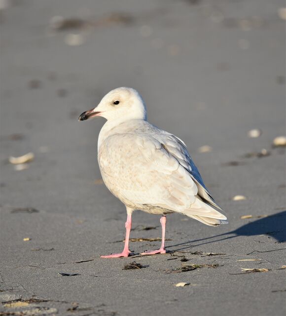 Iceland Gull