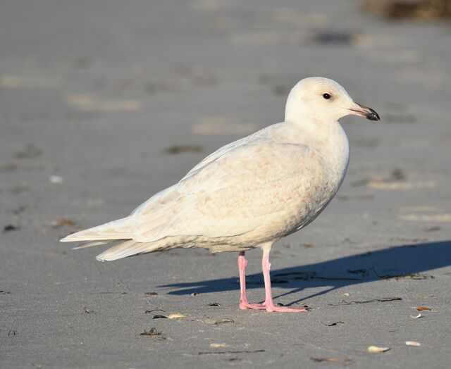 Iceland Gull