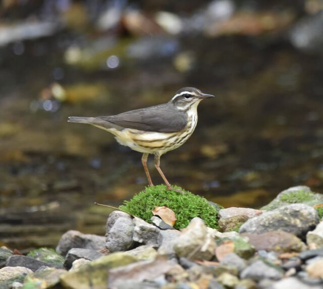 Louisiana Waterthrush