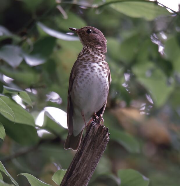 Swainson's Thrush