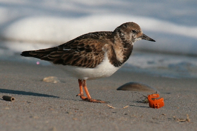 Ruddy Turnstone