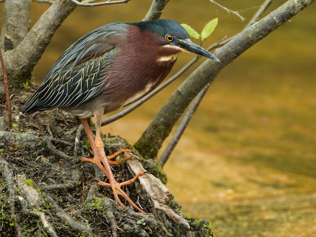 Green Heron