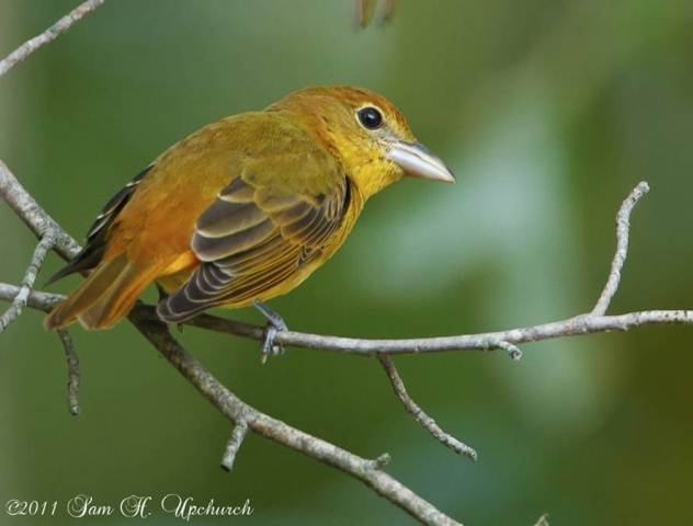 Summer Tanager