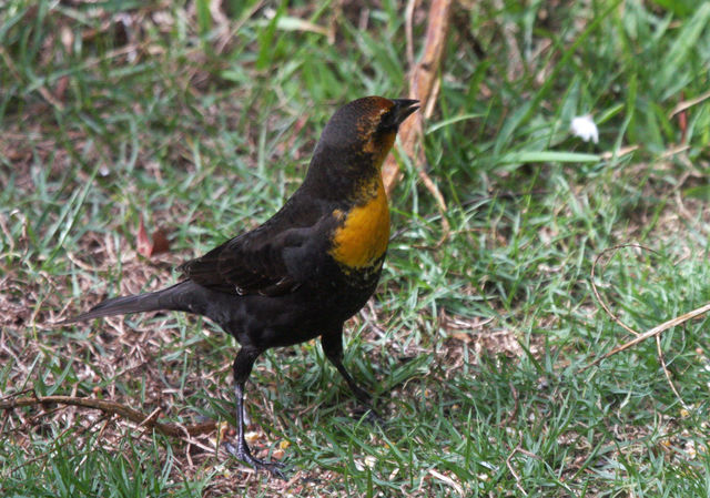Yellow-headed Blackbird