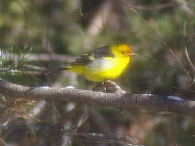 Western Tanager