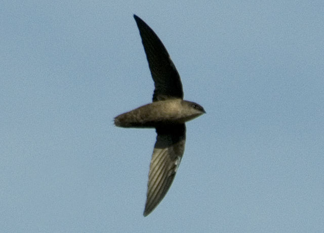 Chimney Swift