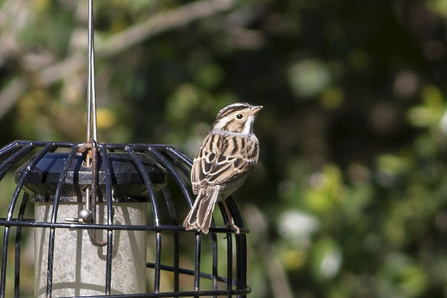 Clay-colored Sparrow