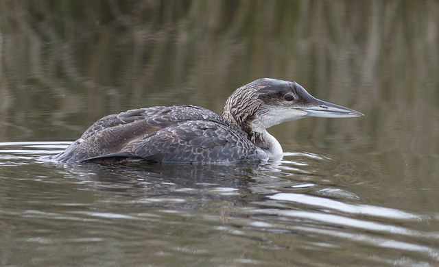 Common Loon