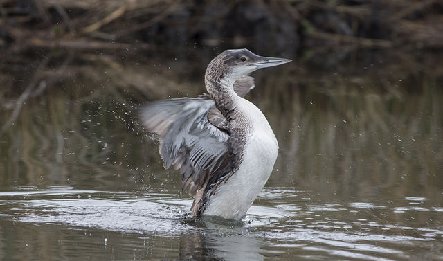 Common Loon