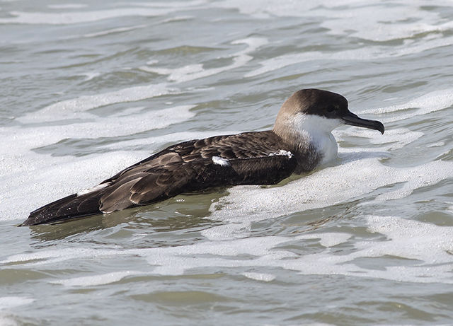 Great Shearwater