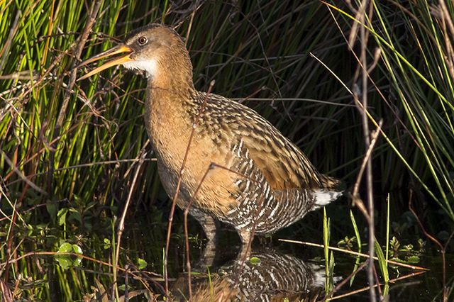 King Rail