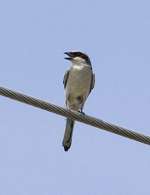 Loggerhead Shrike