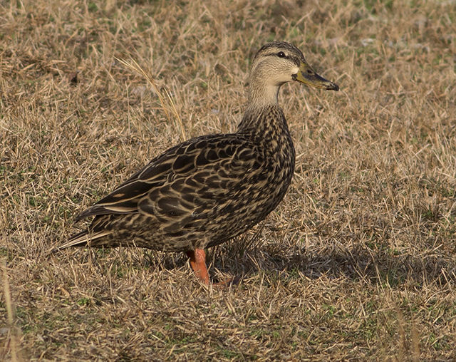 Mallard x Mottled Duck