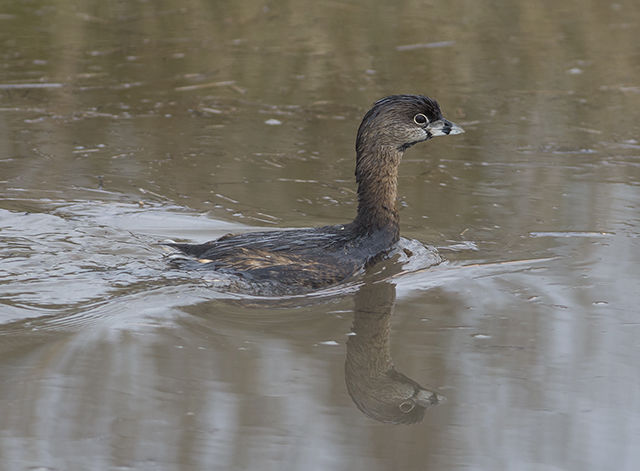 Pied-billed Grebe