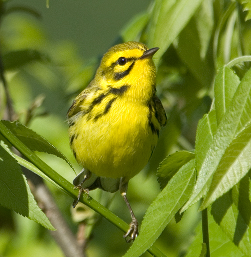 Prairie Warbler