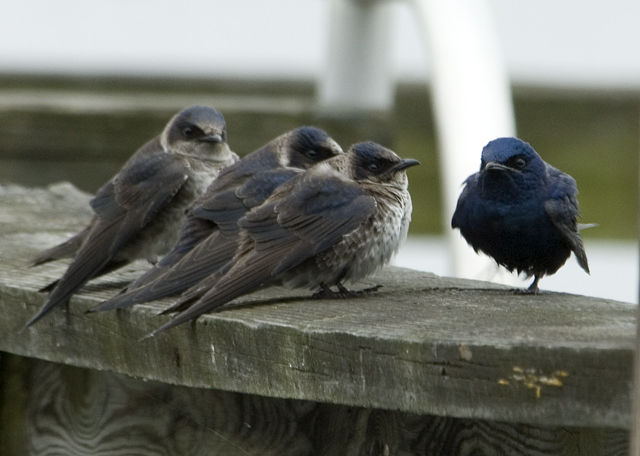 Purple Martin