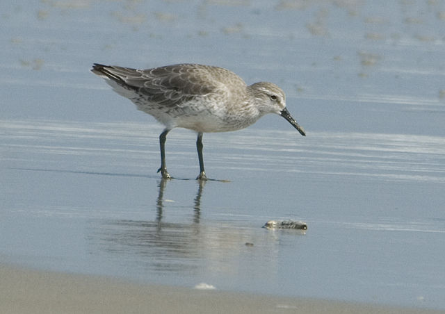 Red Knot