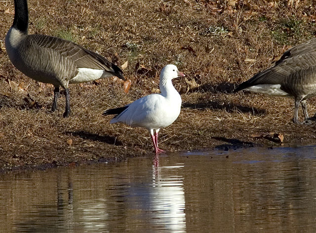 Ross's Goose