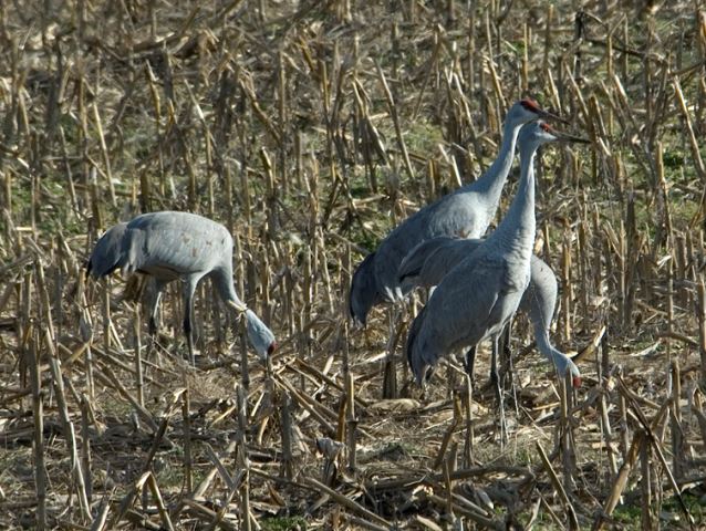 Sandhill Cranes
